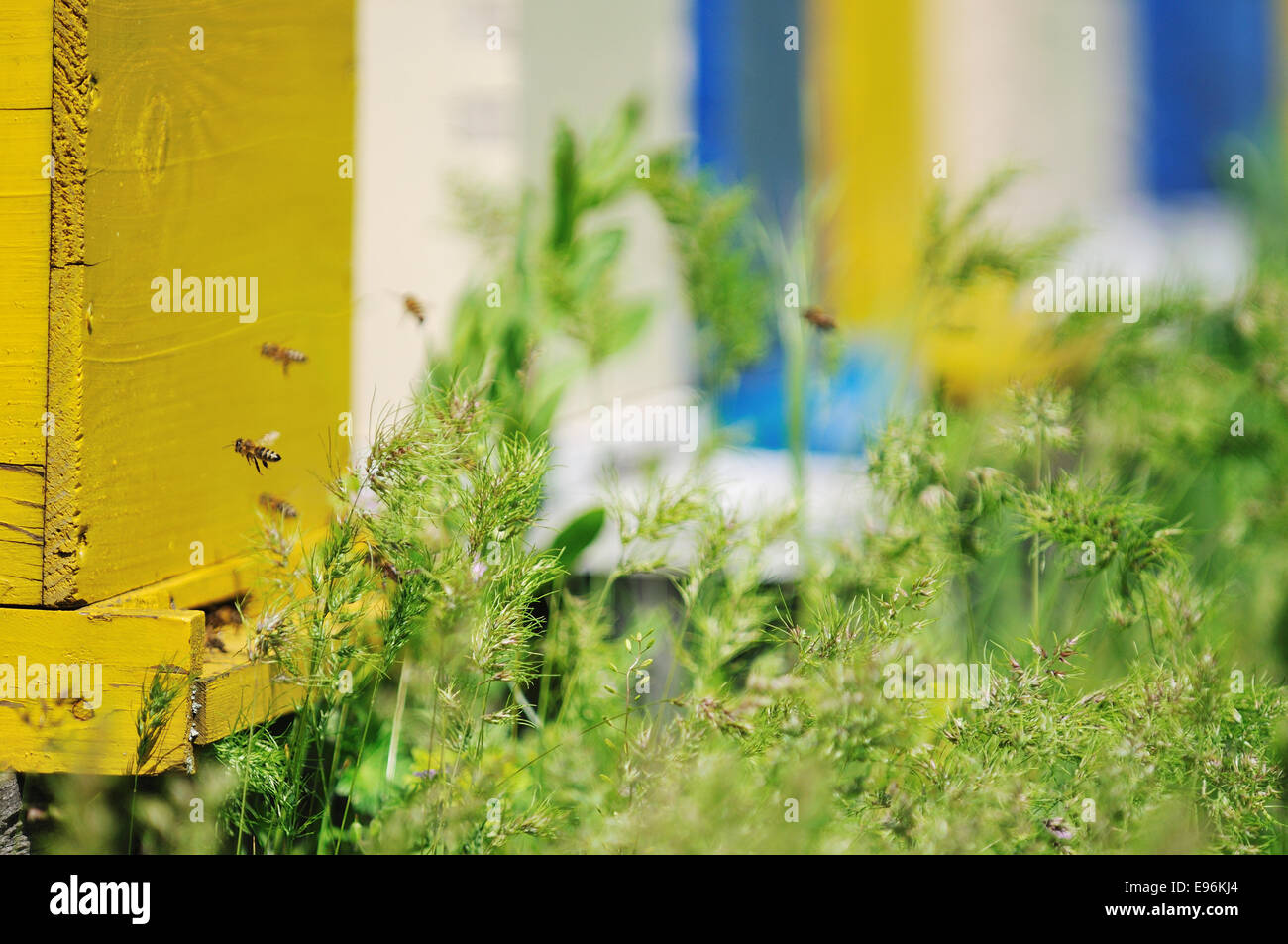 bee home at meadow Stock Photo - Alamy