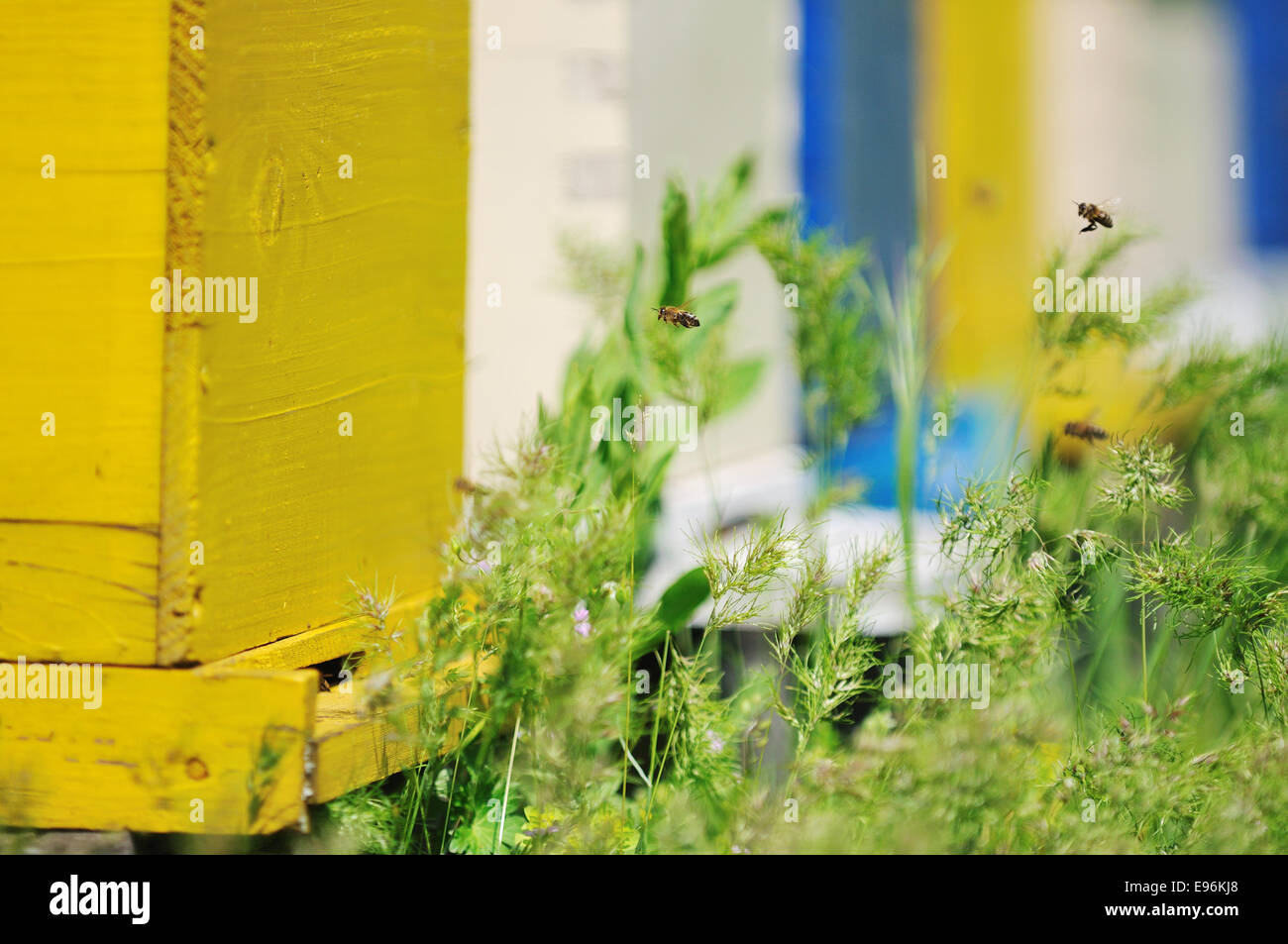 bee home at meadow Stock Photo - Alamy
