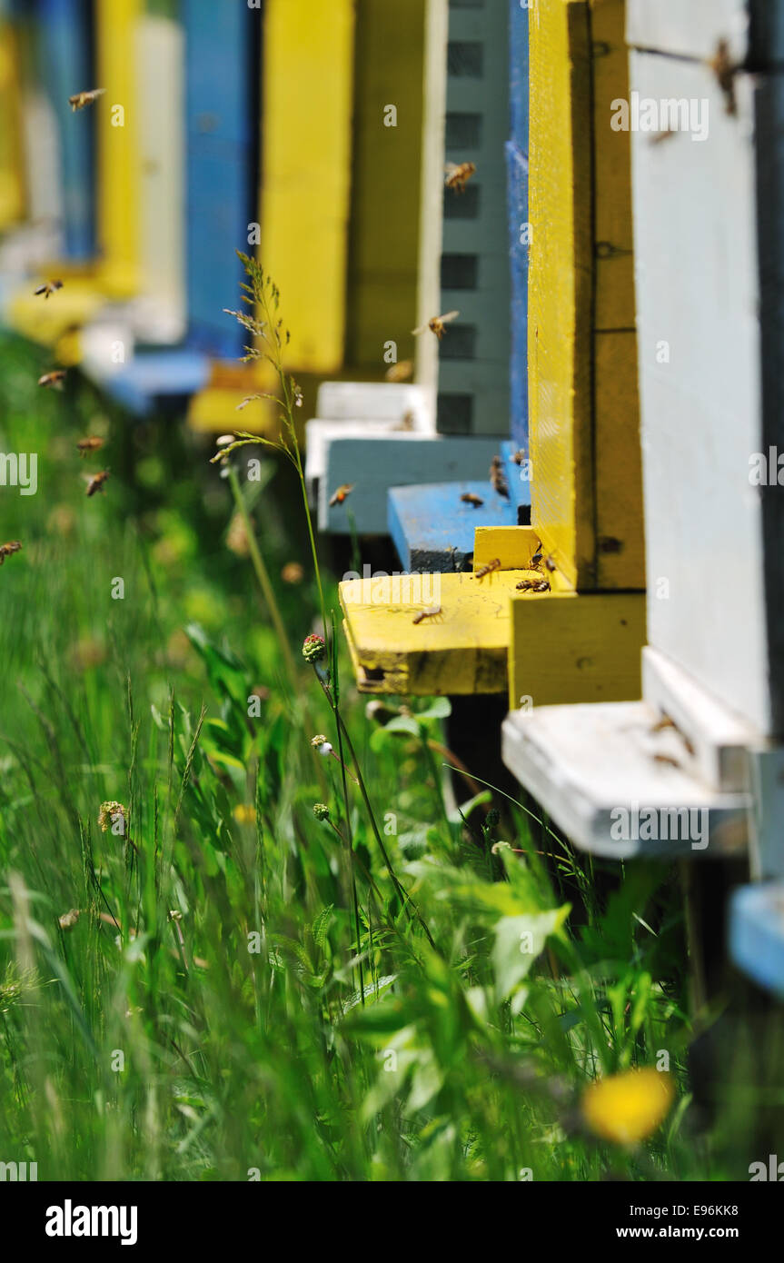 bee home at meadow Stock Photo - Alamy