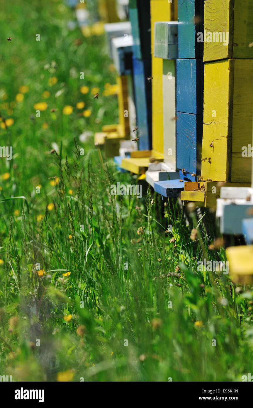 bee home at meadow Stock Photo - Alamy