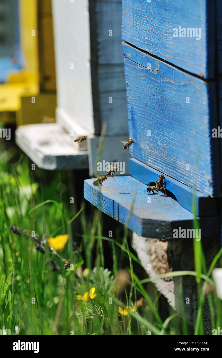 bee home at meadow Stock Photo - Alamy
