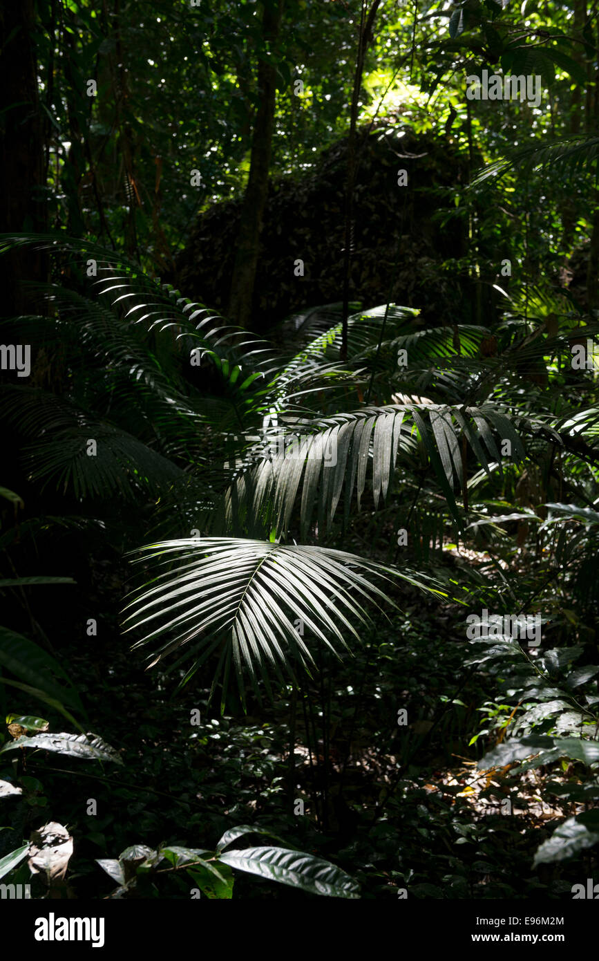 Fern leaves in Daintree National Park rainforest Stock Photo - Alamy