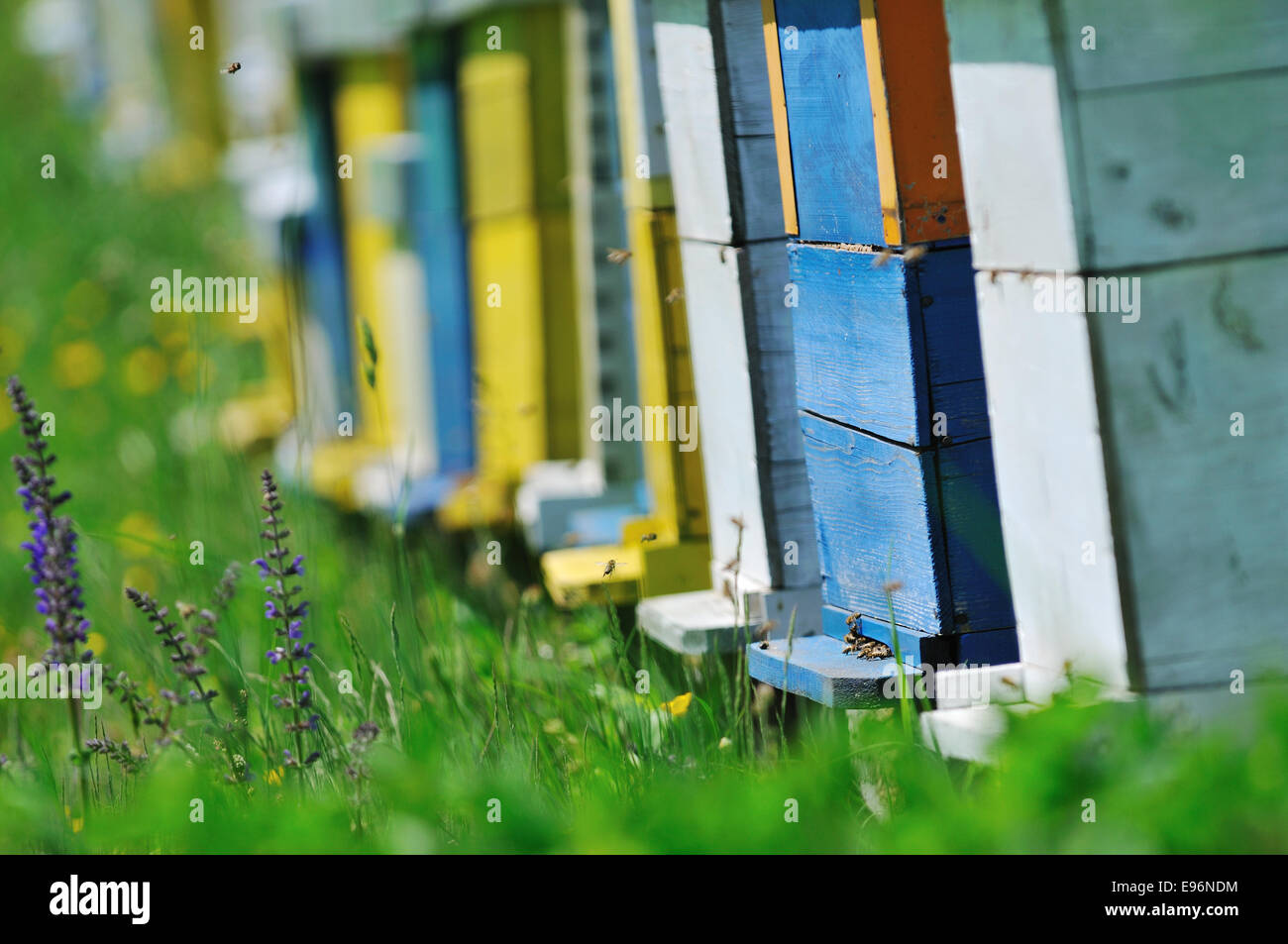 bee home at meadow Stock Photo - Alamy
