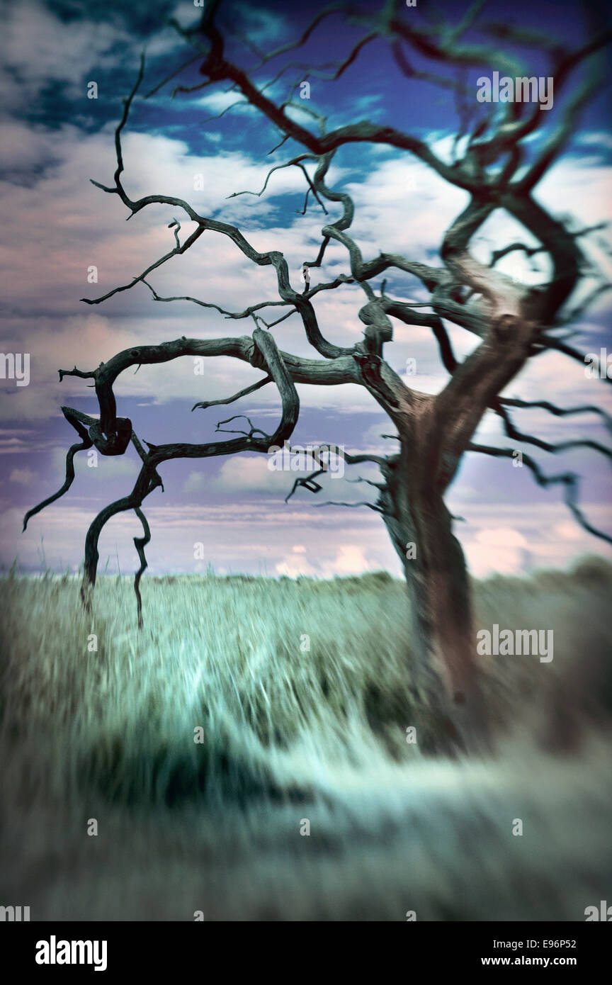 Dead eerie tree hi-res stock photography and images - Alamy