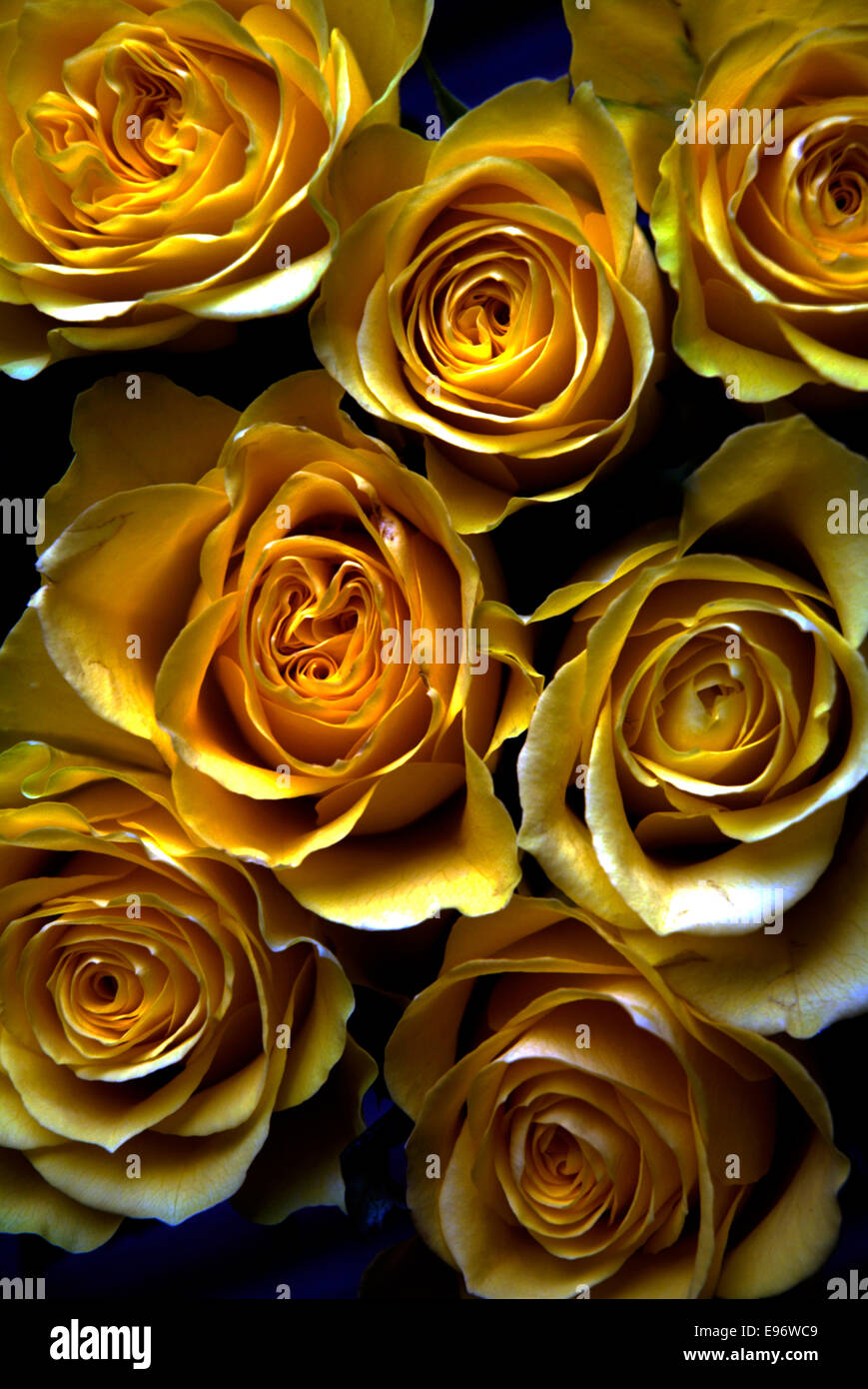 Bundle of roses hi-res stock photography and images - Alamy
