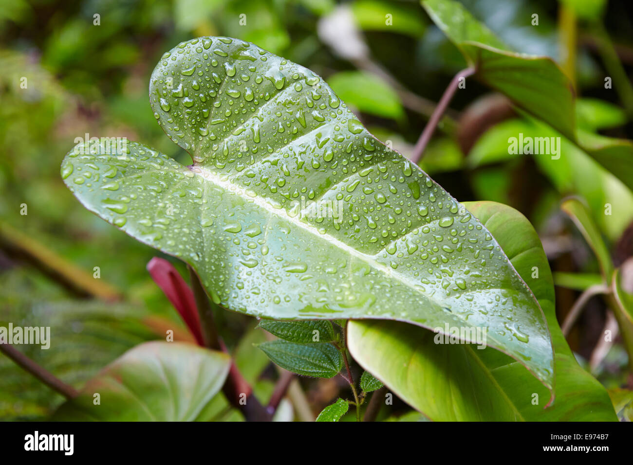 Large Tropical Leaf Stock Photo - Alamy