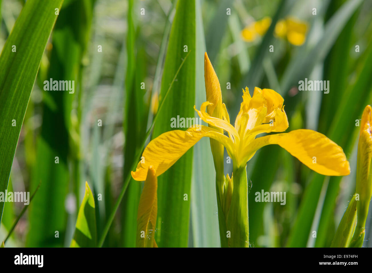 Blooming yellow Iris in water Stock Photo - Alamy
