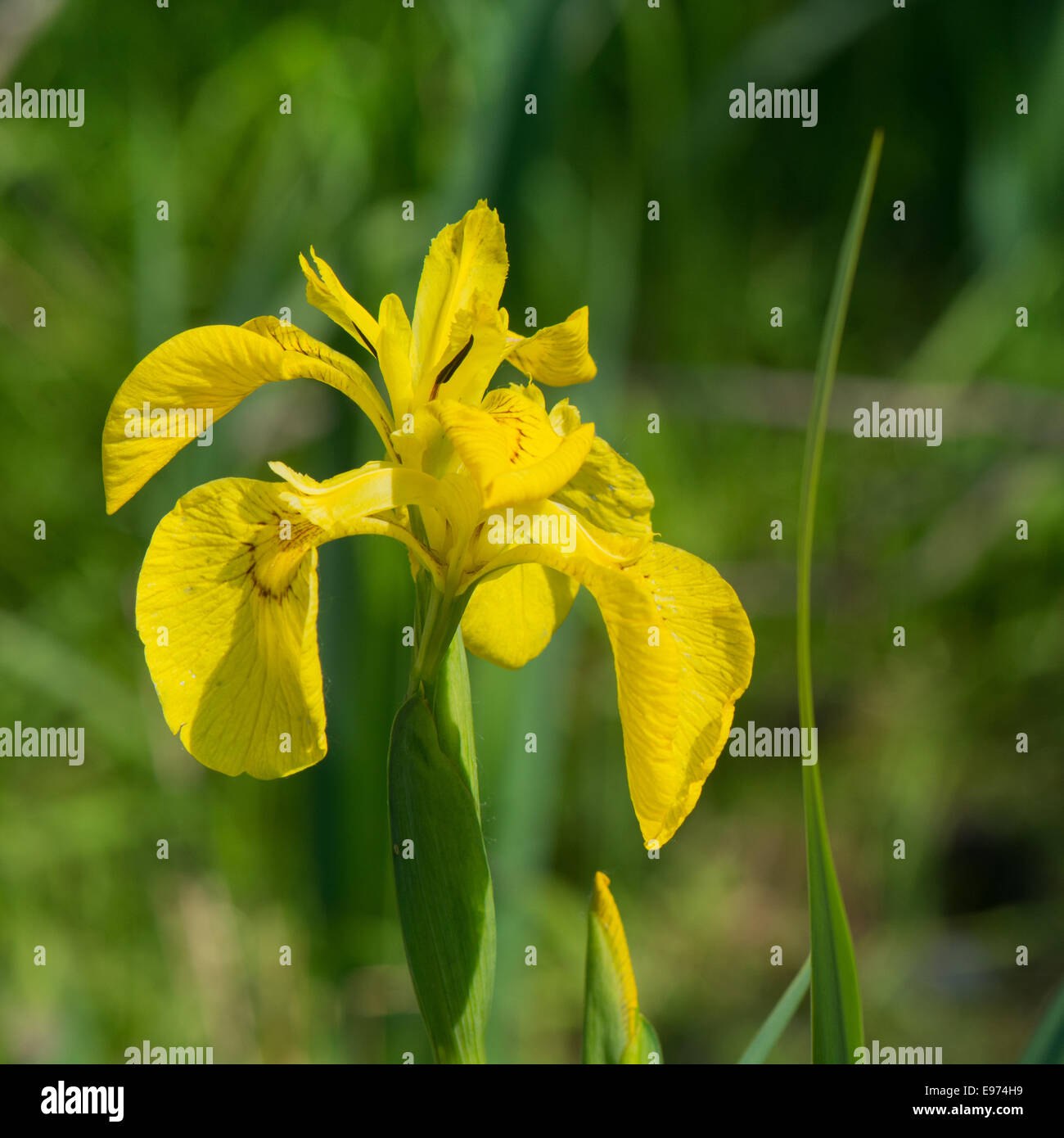 Blooming yellow iris hi-res stock photography and images - Alamy