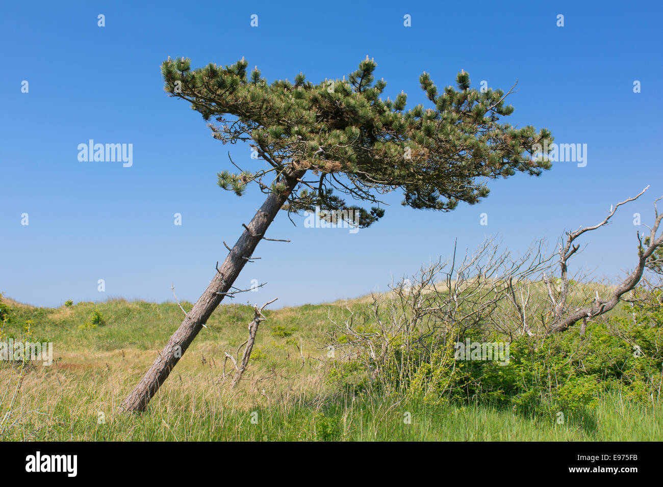 Crooked pine tree hi-res stock photography and images - Alamy