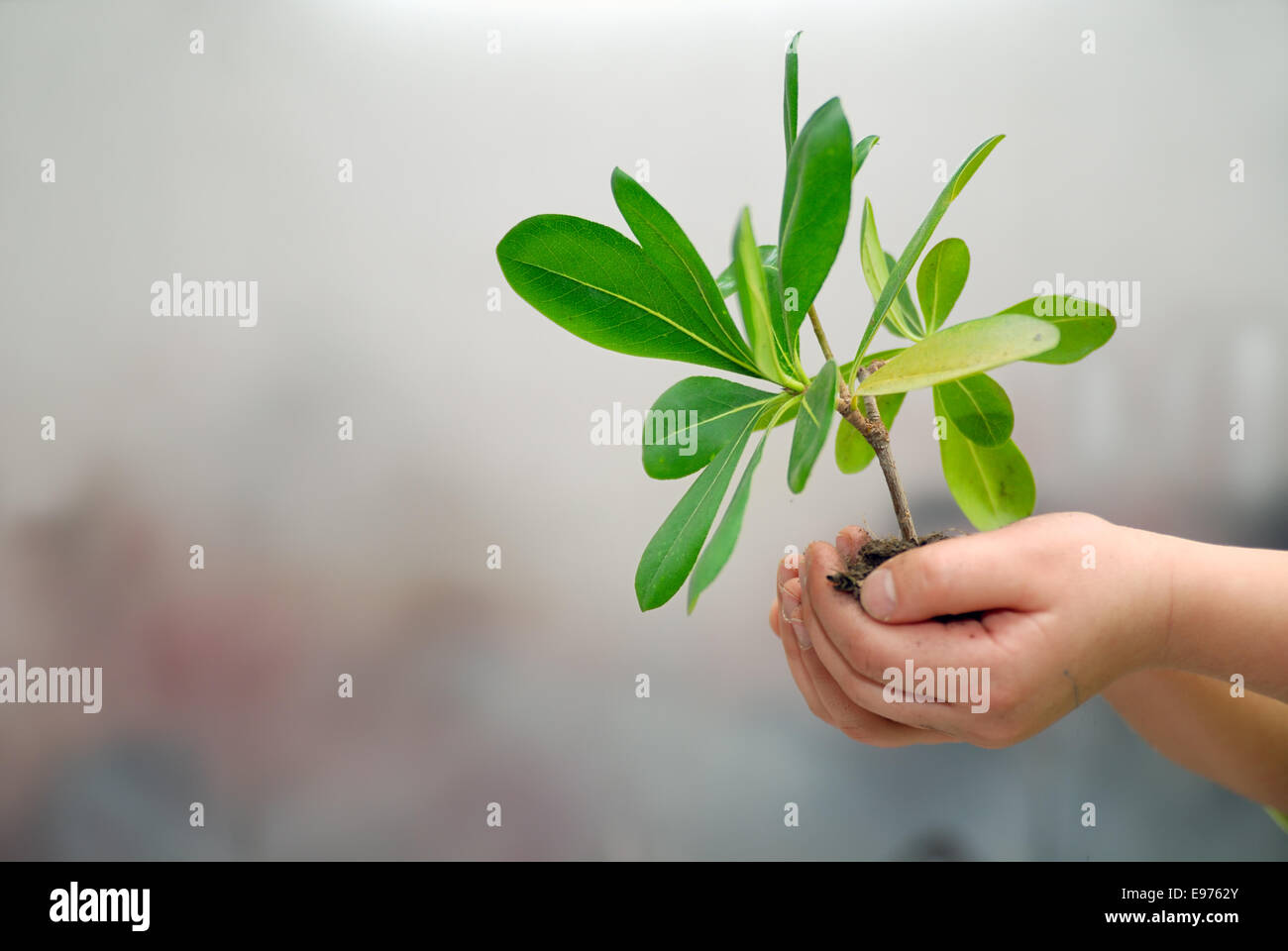 Human growth concept hi-res stock photography and images - Alamy