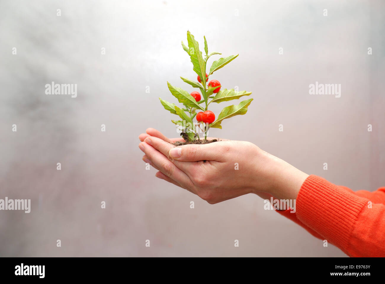 Growth High Resolution Stock Photography and Images - Alamy