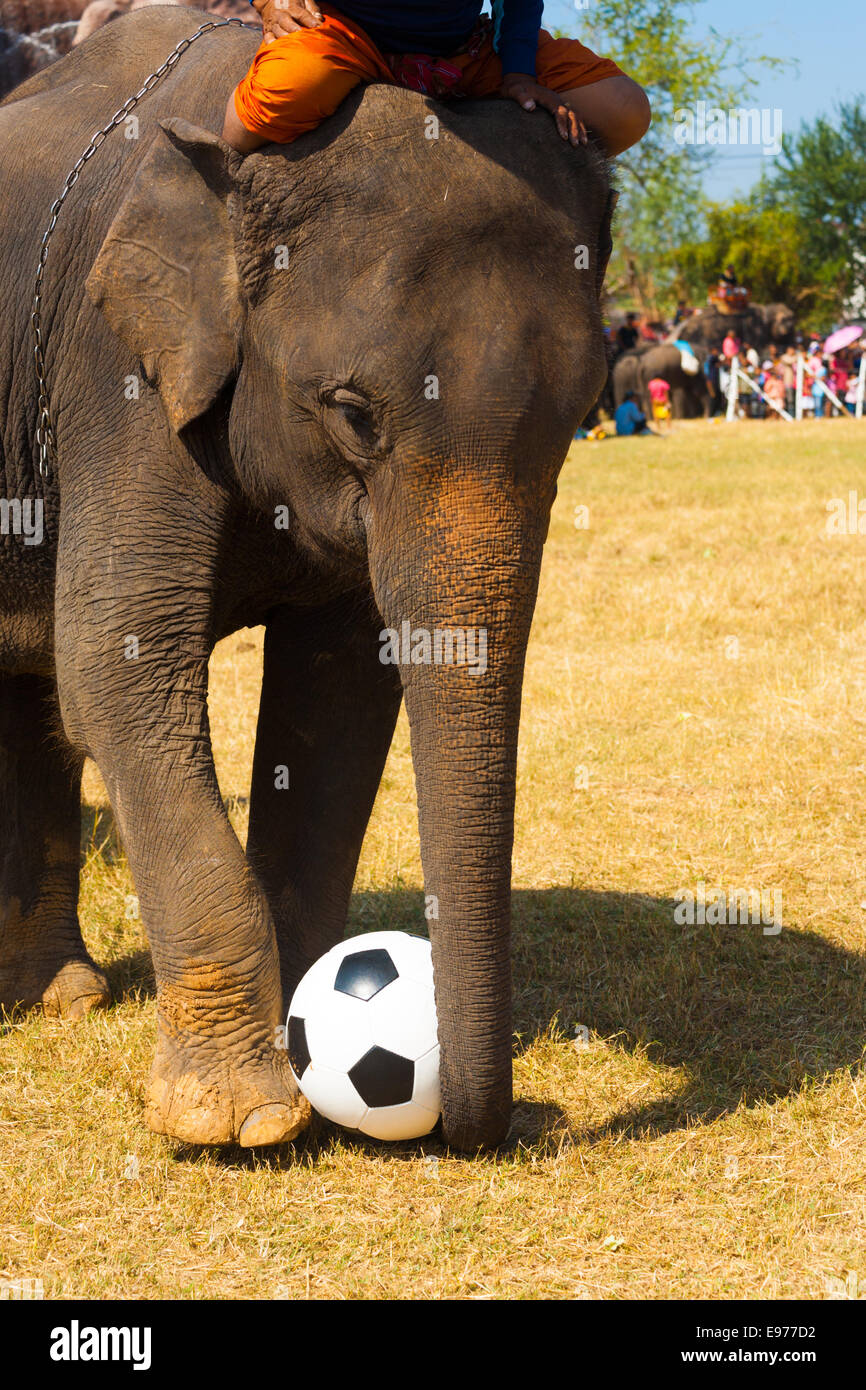 Elephant Playing Soccer Ball Grass Field Stock Photo - Alamy