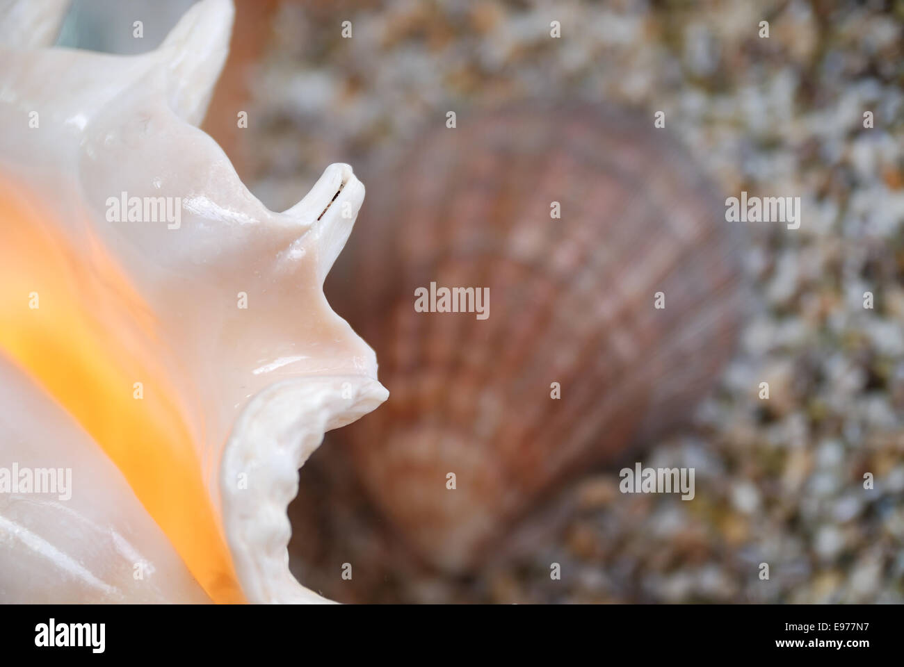 Seas shell hi-res stock photography and images - Alamy