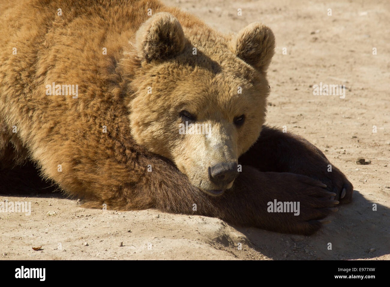 Brown bear portrait, Lika, Croatia Stock Photo - Alamy