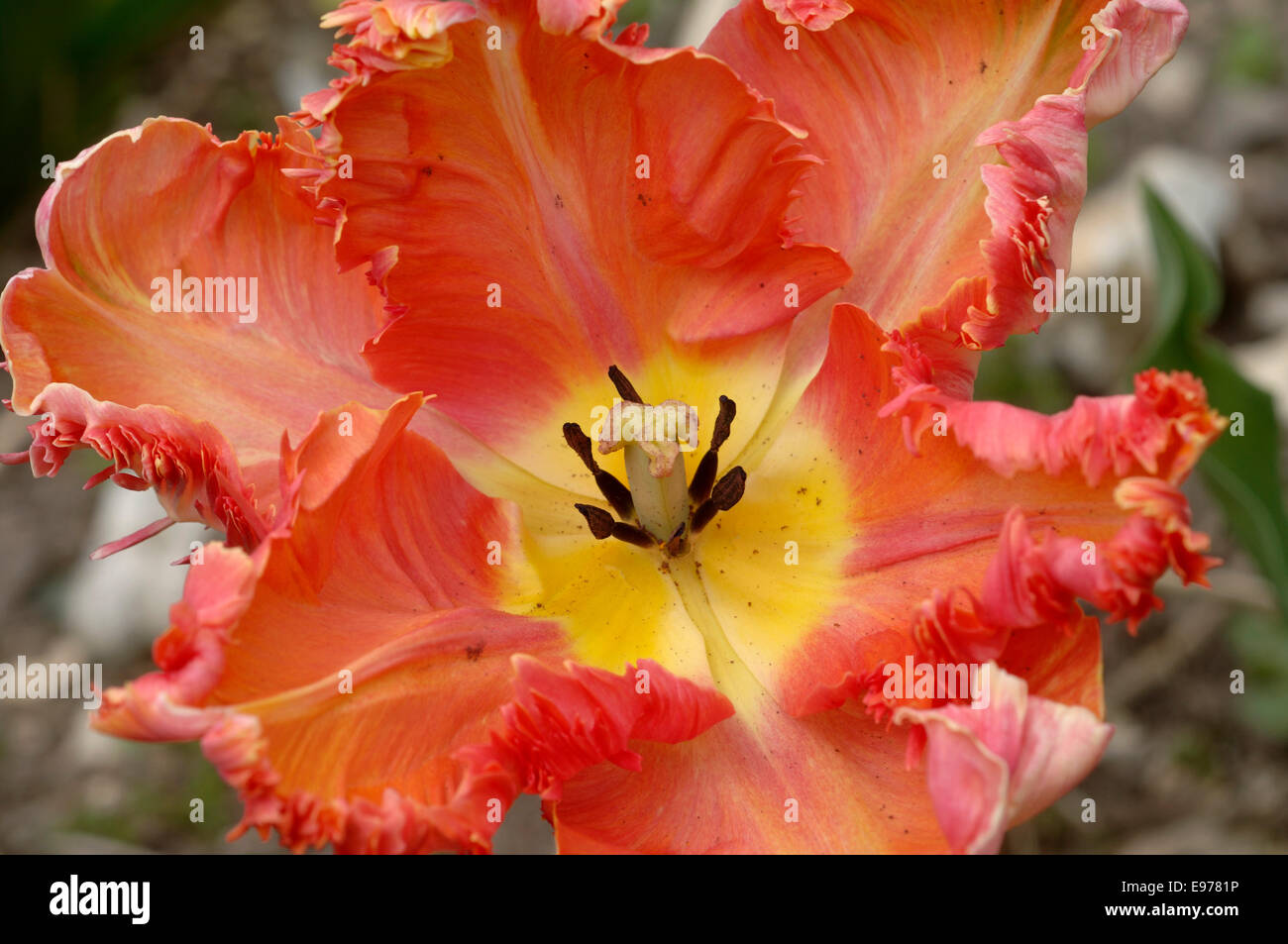 Parrot Flower High Resolution Stock Photography and Images - Alamy