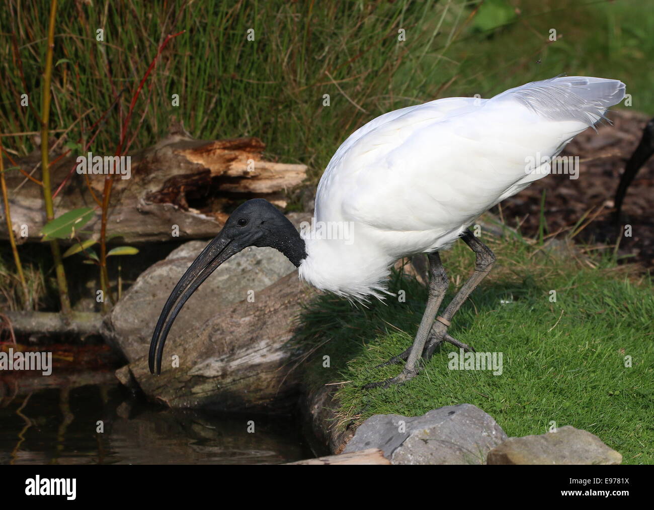 Indian white ibises hi-res stock photography and images - Alamy
