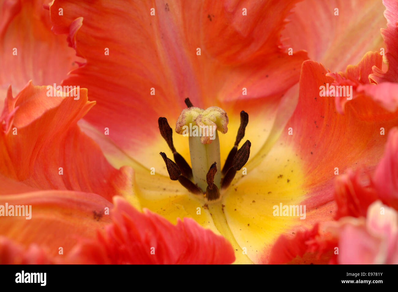 An open bloom of an orange parrot tulip Stock Photo - Alamy