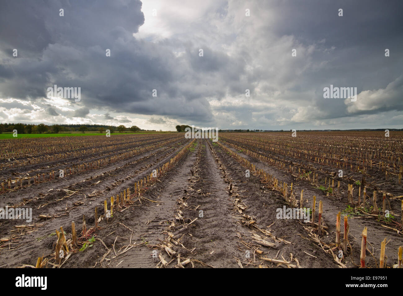 Empty maize field in autumn under dark clouds Stock Photo - Alamy