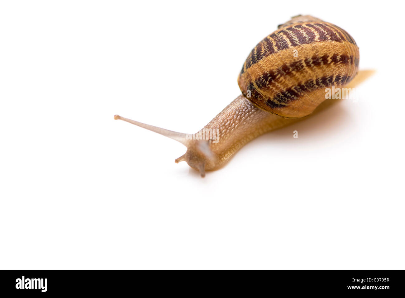 small snail on a white background Stock Photo - Alamy