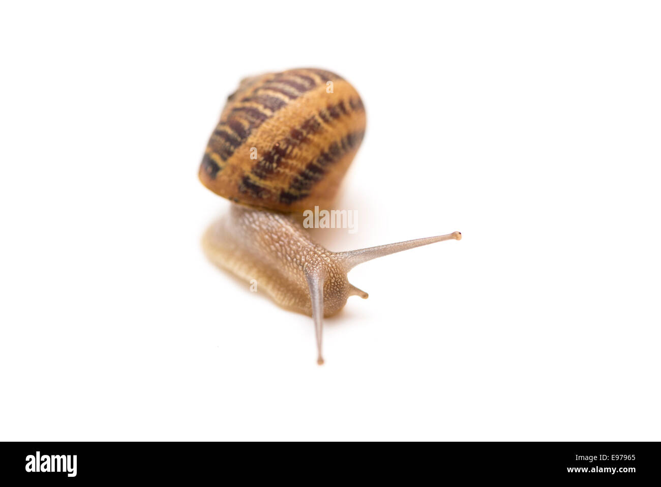 small snail on a white background Stock Photo - Alamy