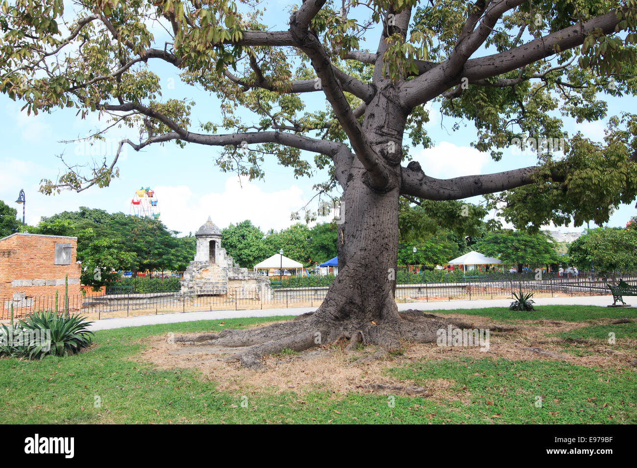 Huge old tree hi-res stock photography and images - Alamy