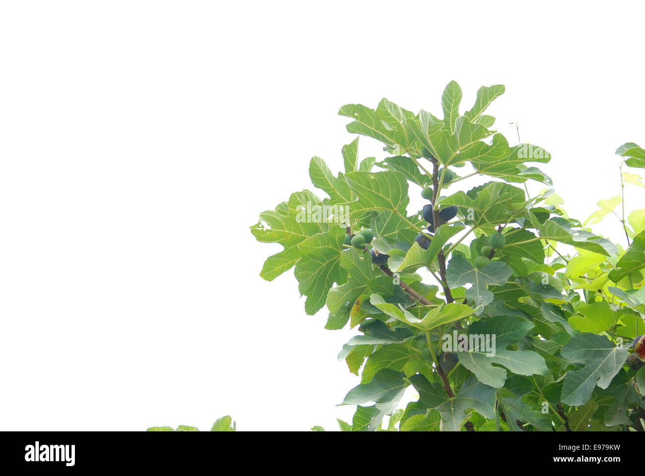 Fig leaf palm hi-res stock photography and images - Alamy