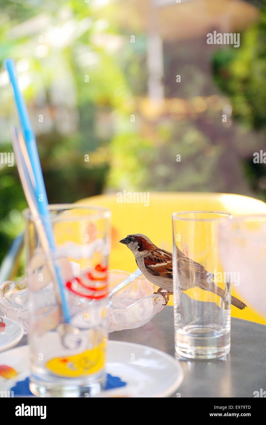 bird on table Stock Photo - Alamy