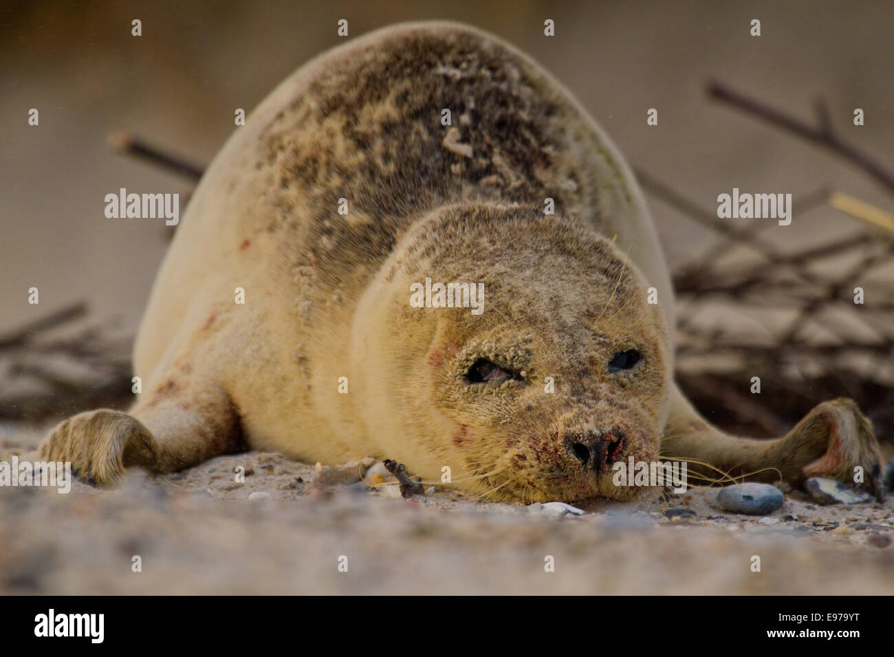 Phocine distemper virus hi-res stock photography and images - Alamy