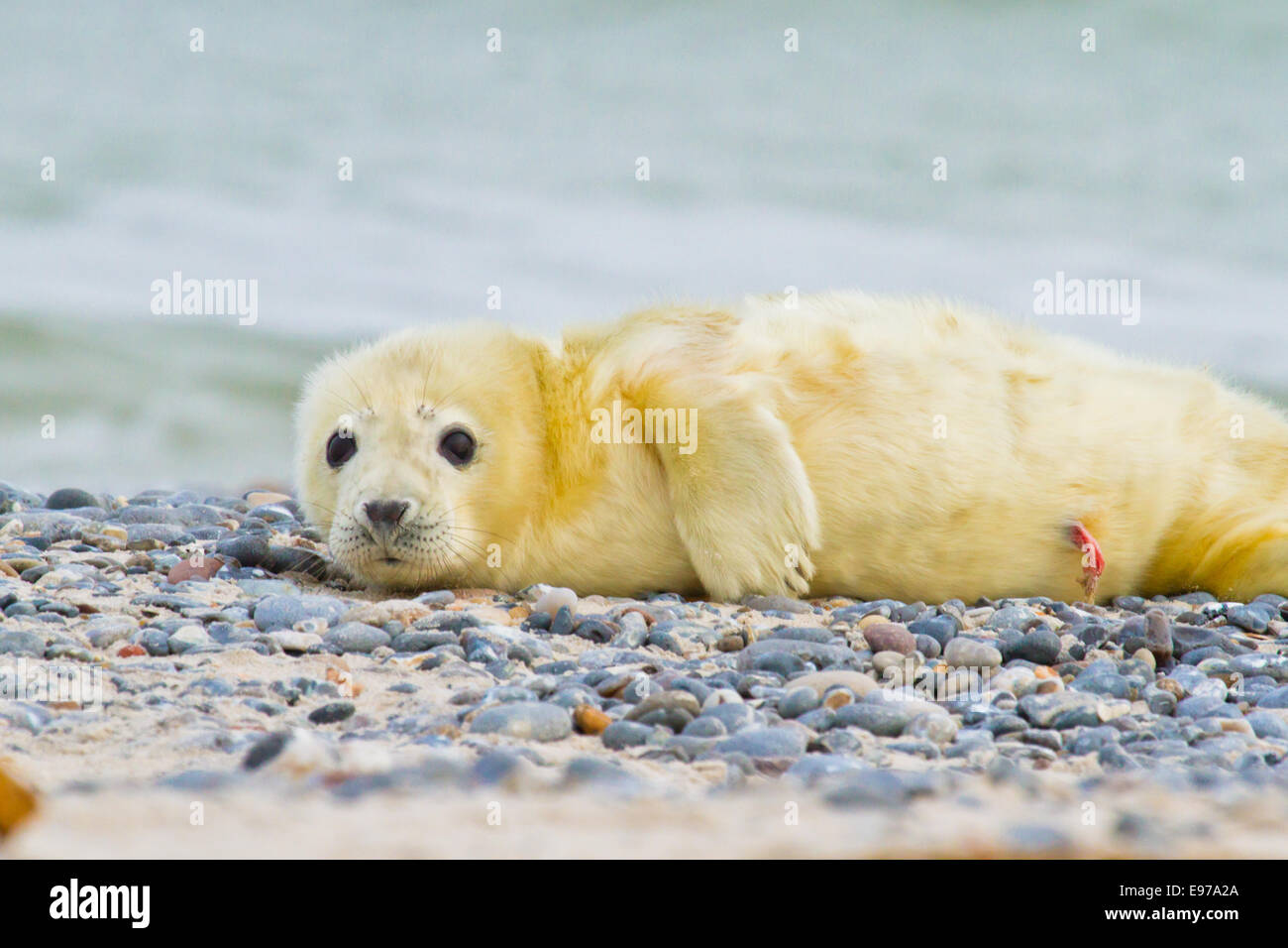 Halichoer hi-res stock photography and images - Alamy