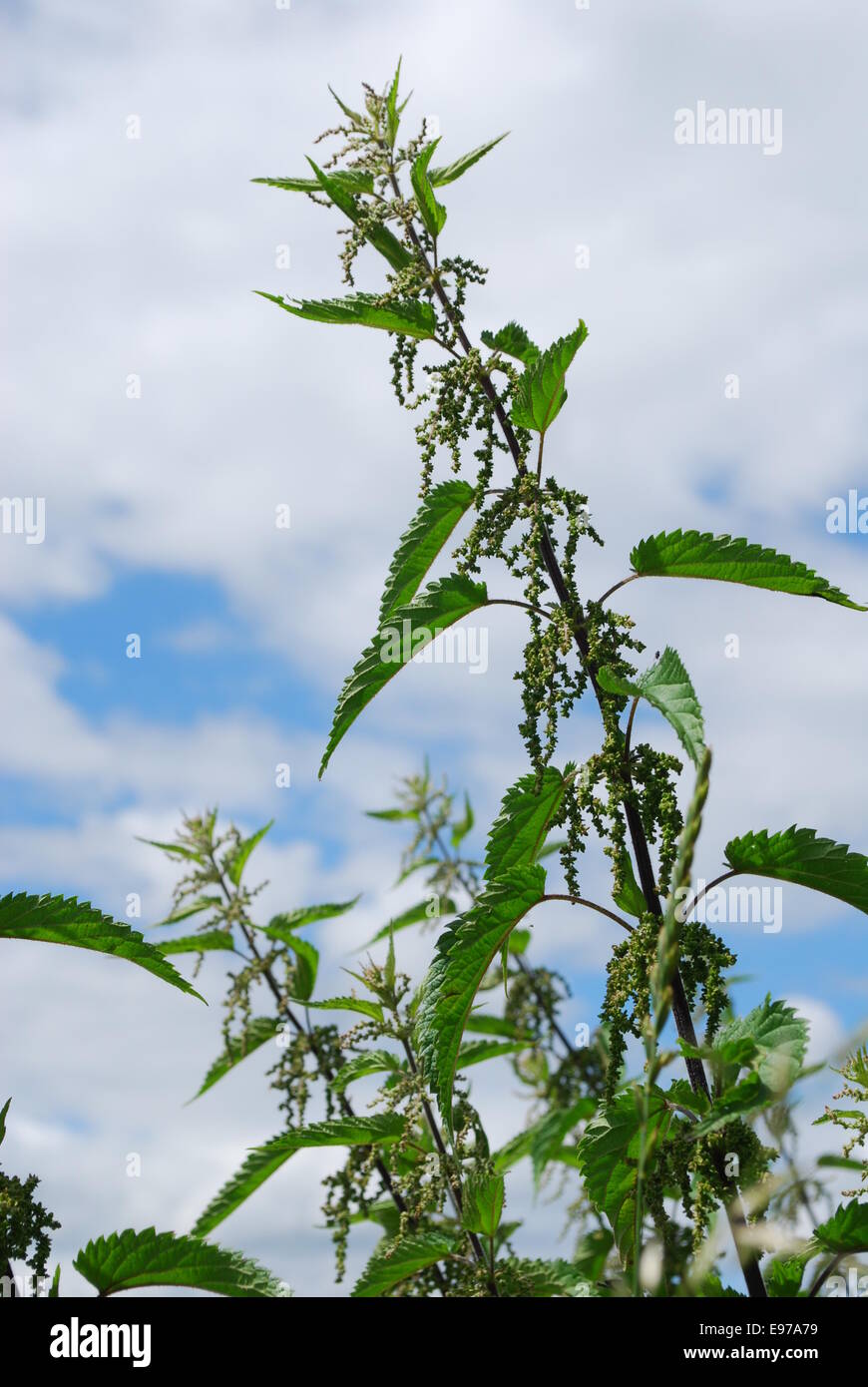 Indian pest hi-res stock photography and images - Alamy