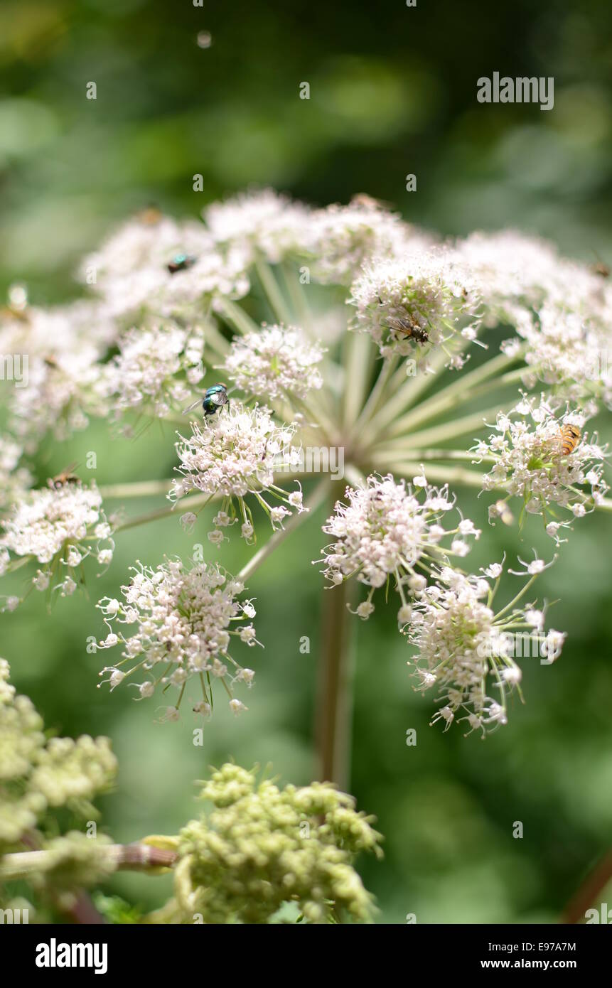 hogweed Stock Photo - Alamy