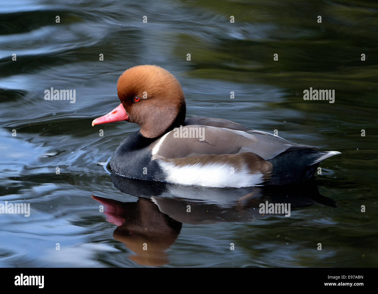 The red-crested pochard is a large diving duck. Its breeding habitat is ...