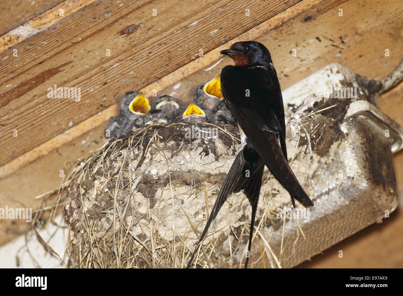 Swallow feeding chicks nest hi-res stock photography and images - Alamy