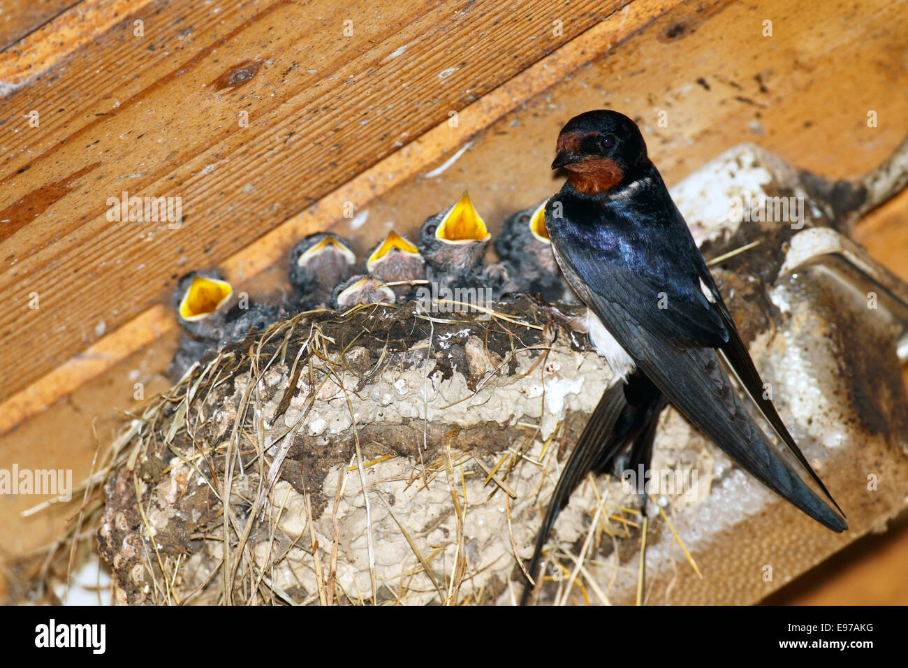 Schwalben nest hi-res stock photography and images - Alamy
