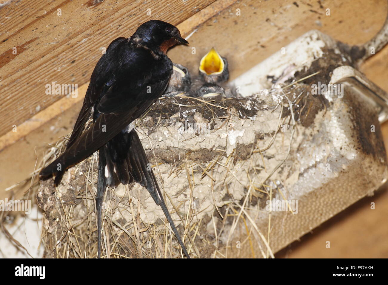 Schwalben nest hi-res stock photography and images - Alamy