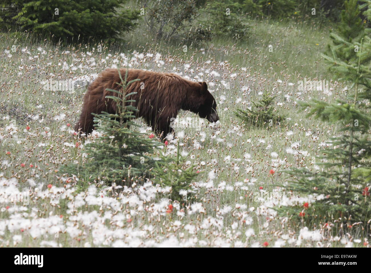 Baribal bear hi-res stock photography and images - Alamy