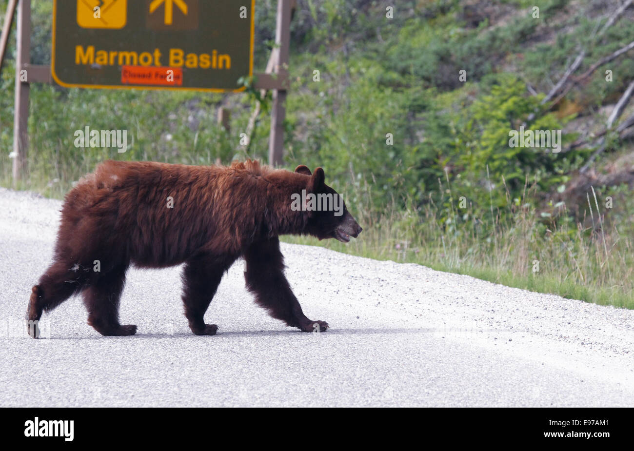 American Black Bear, Baribal,crossing street Stock Photo - Alamy