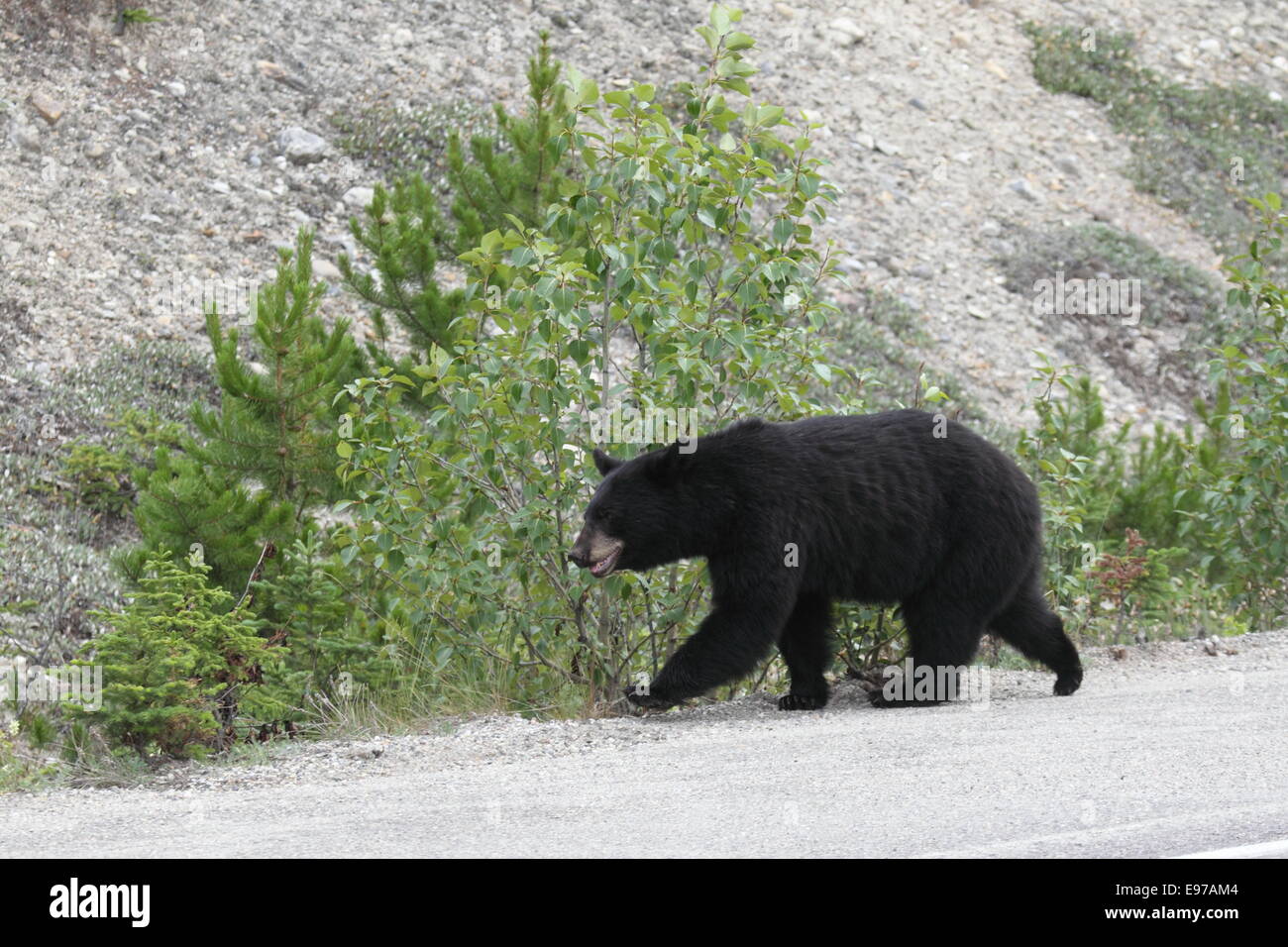 American Black Bear, Baribal Stock Photo - Alamy