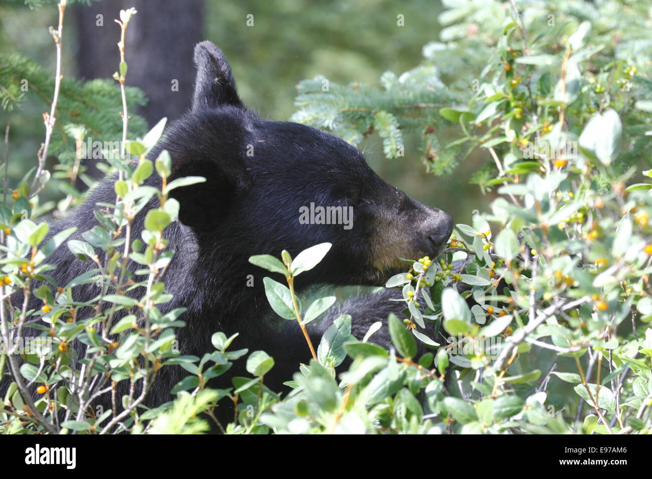 American Black Bear, Baribal Stock Photo - Alamy