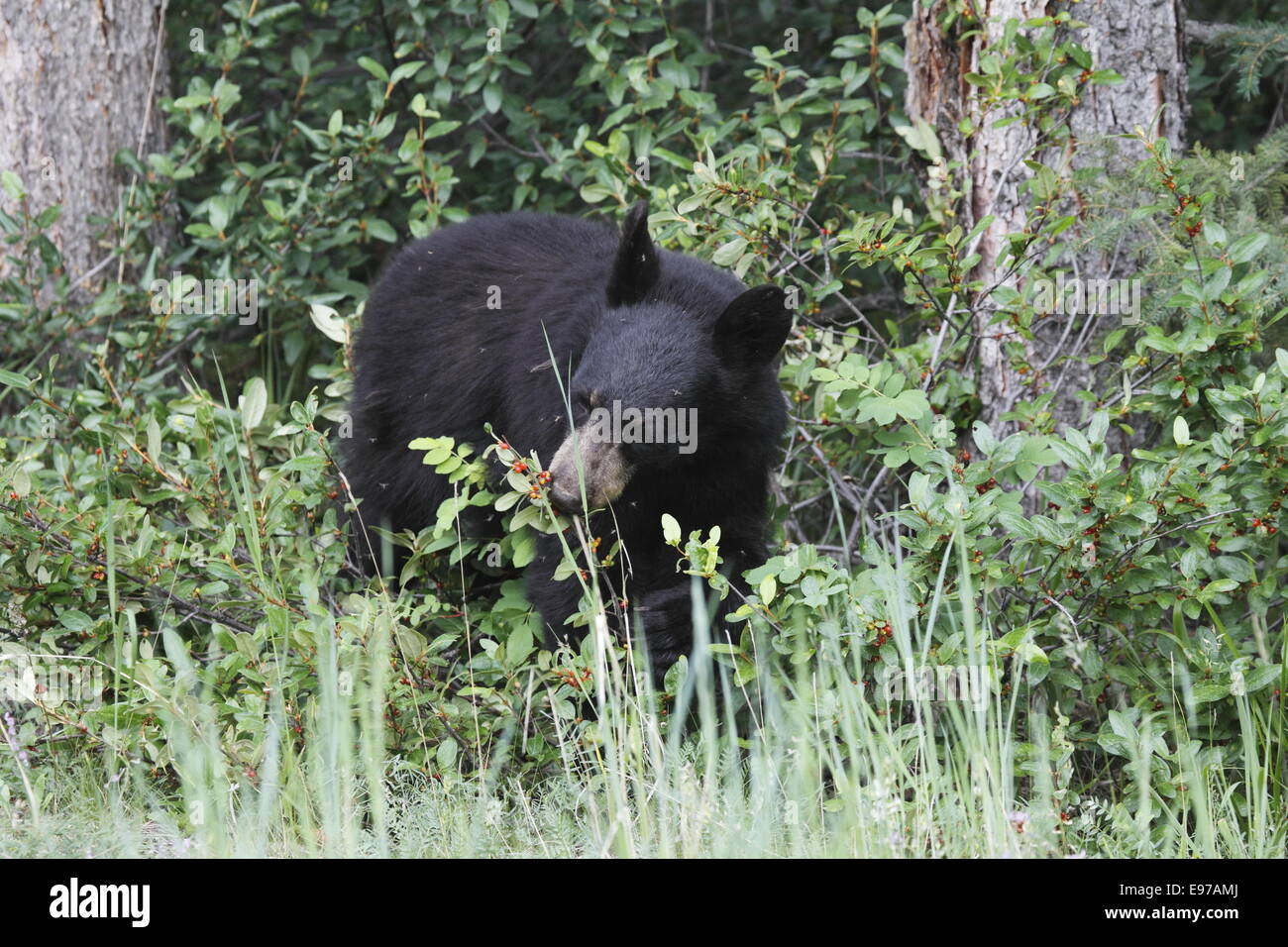 American Black Bear Stock Photo - Alamy