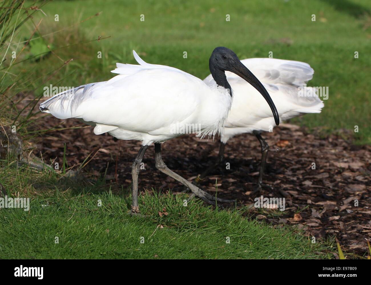 South-Asian Black-headed ibis or Oriental white ibis (Threskiornis ...