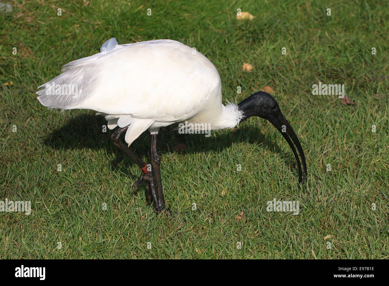 Indische witte ibis hi-res stock photography and images - Alamy