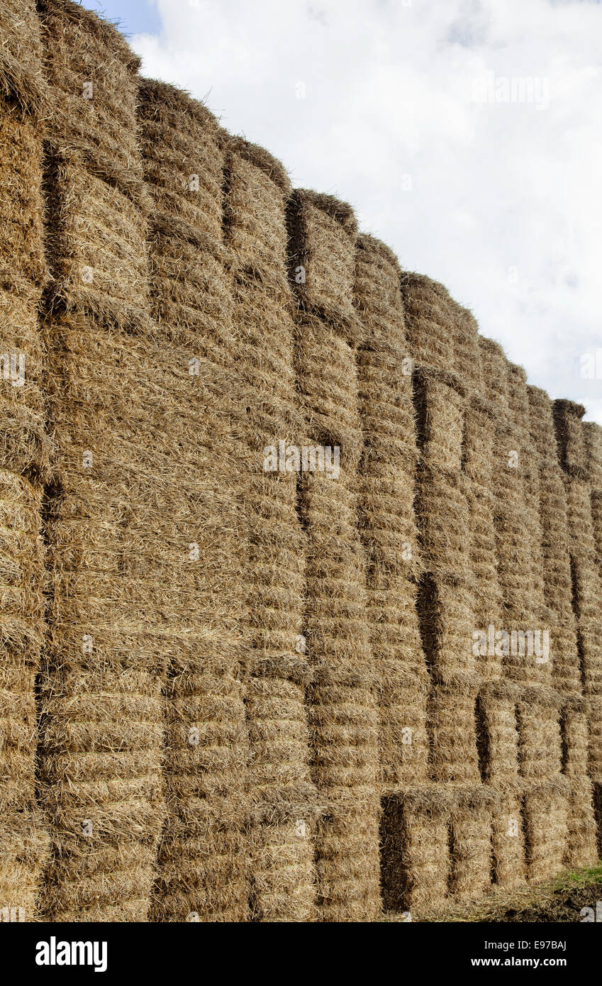 Stacking hay bales hi-res stock photography and images - Alamy