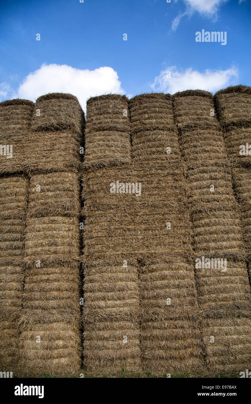 Stacking hay bales hi-res stock photography and images - Alamy