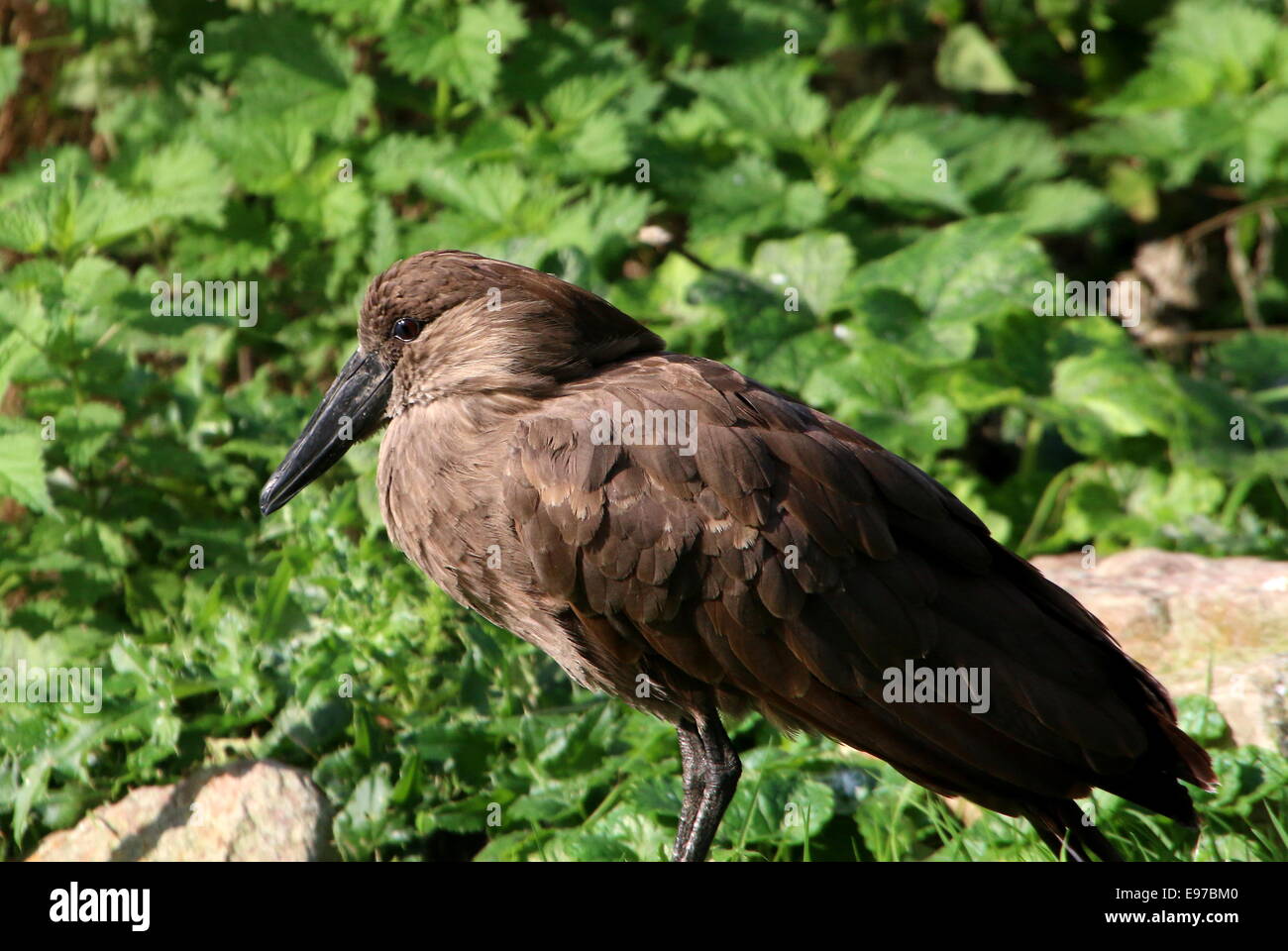 Wader in natural setting hi-res stock photography and images - Alamy