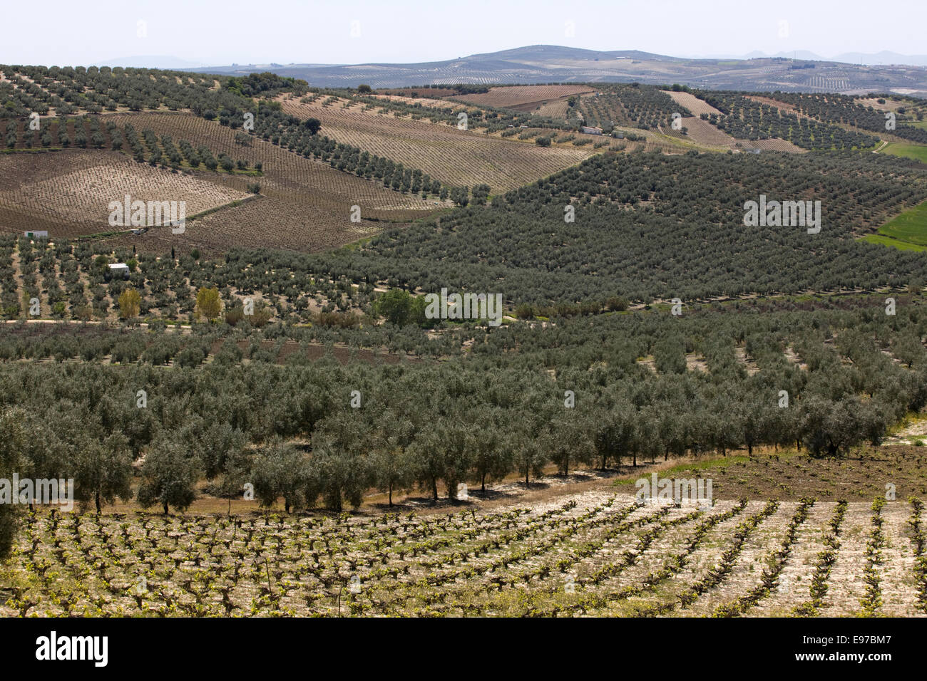 Olive fields in Andalucia with some wine in the foreground Stock Photo ...