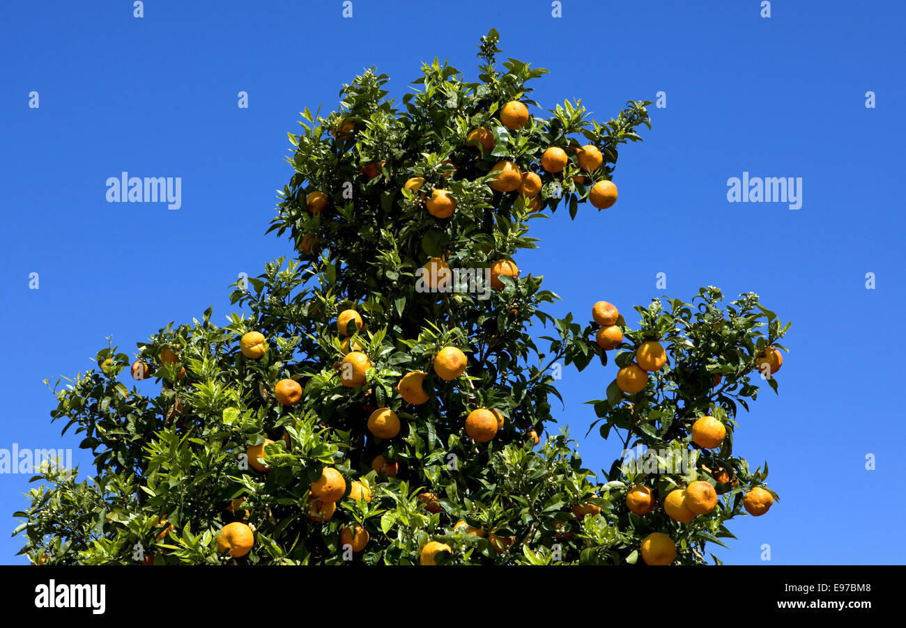 Orange tree in Andalucia Spain Stock Photo - Alamy