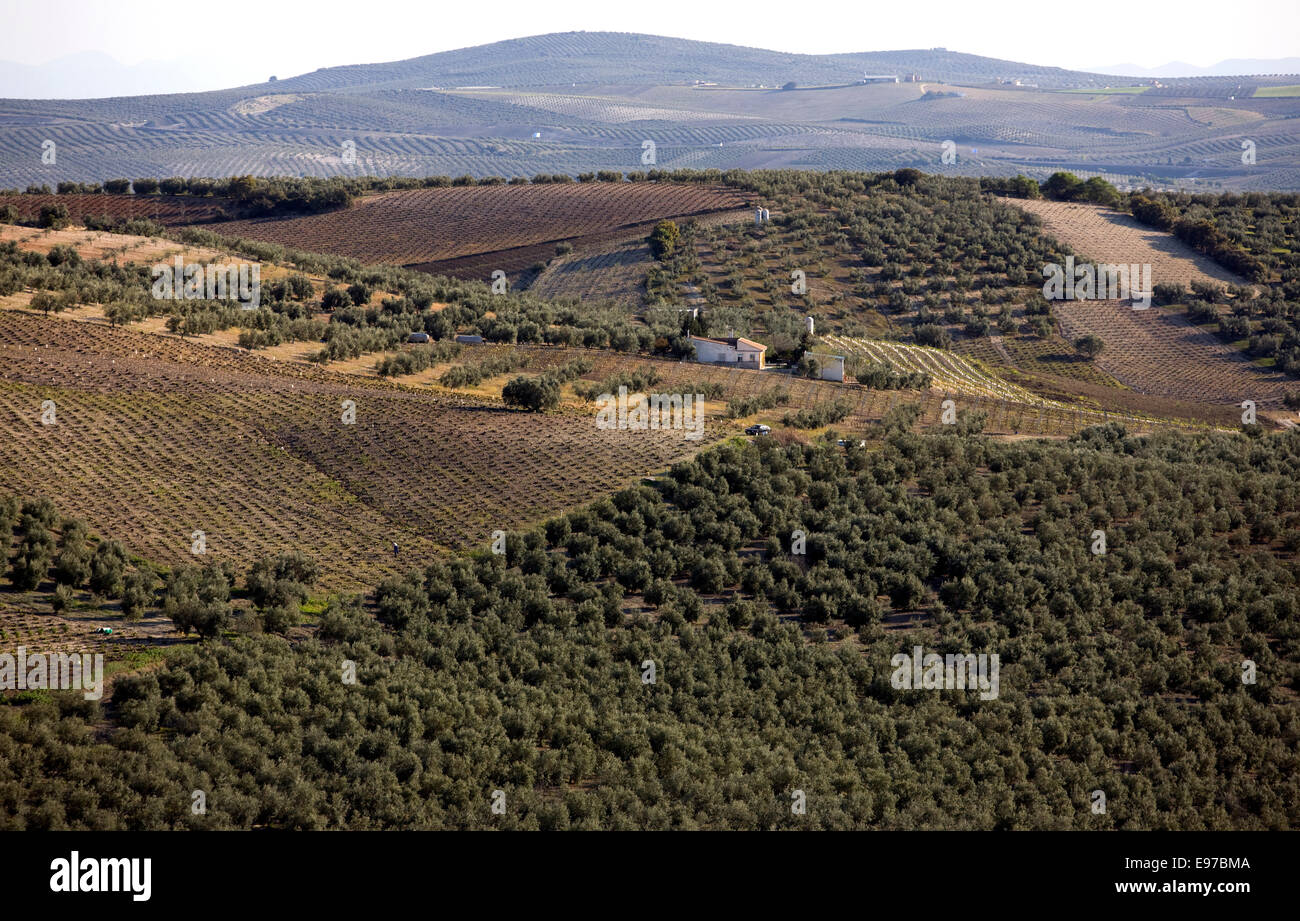 Finca in olive grove hi-res stock photography and images - Alamy