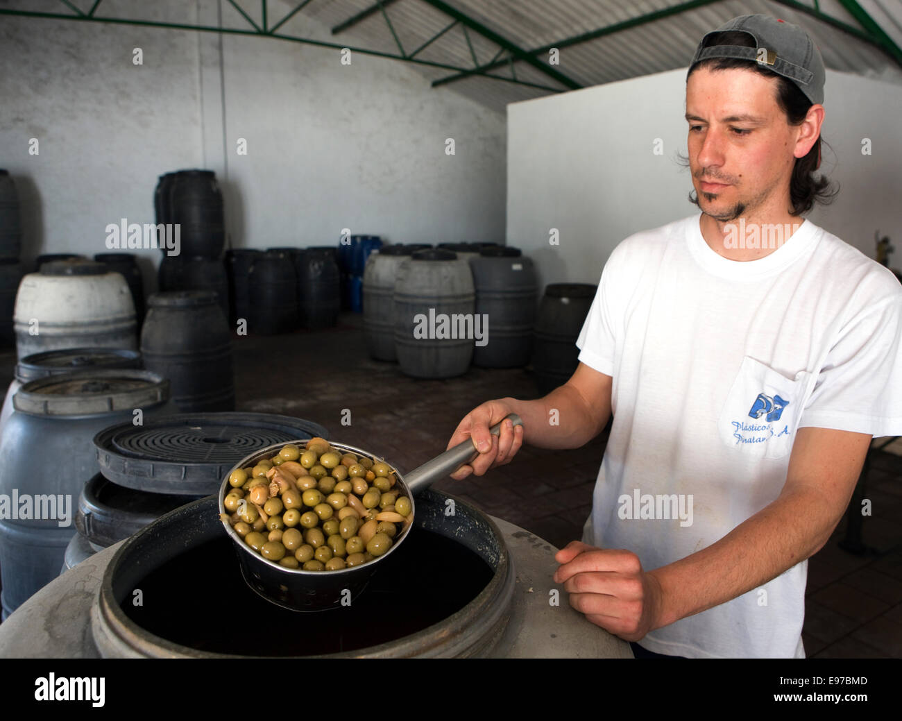 Olives in brine as made in the small factory El Mesto in Montalban ...