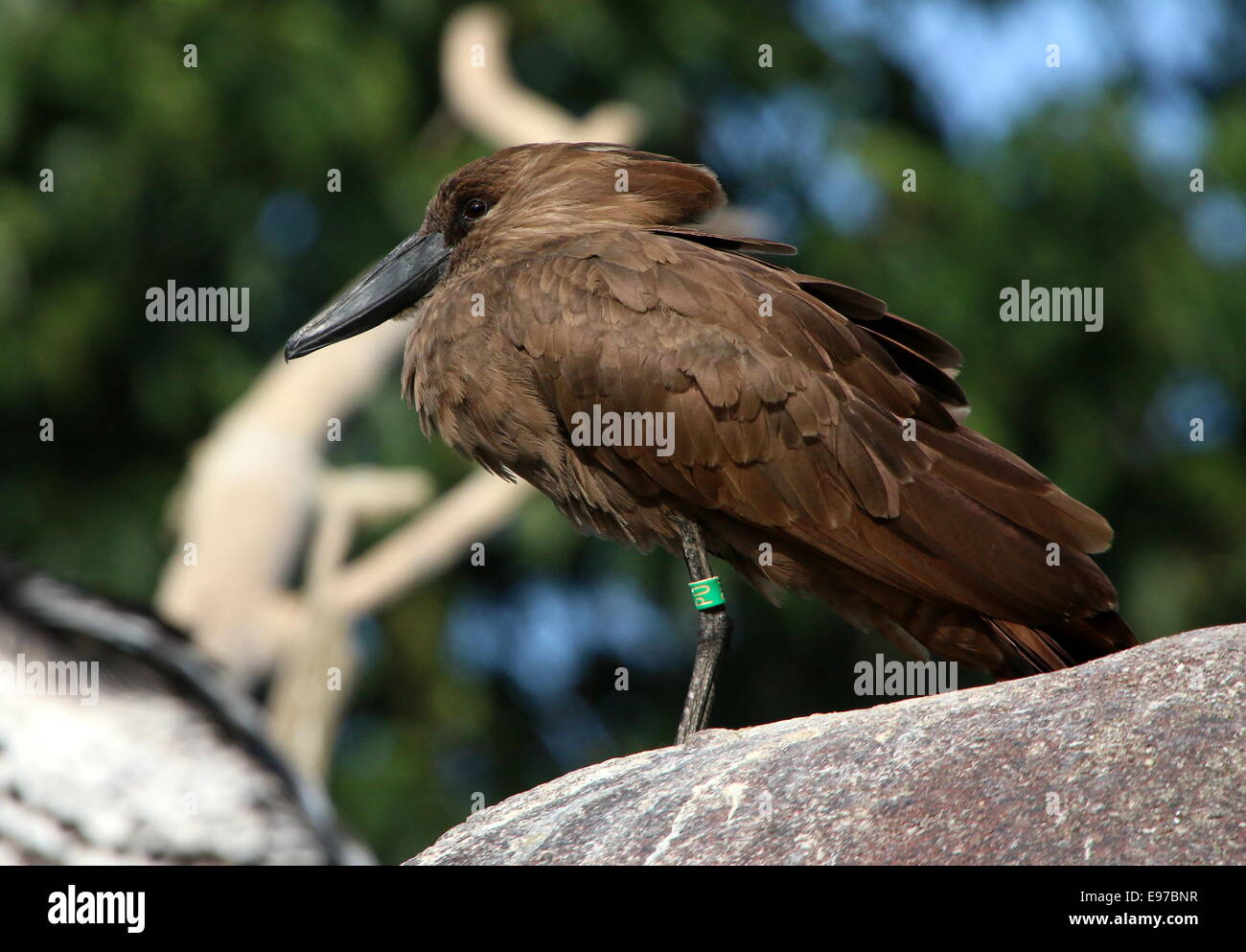 Hammerhead stork hi-res stock photography and images - Alamy